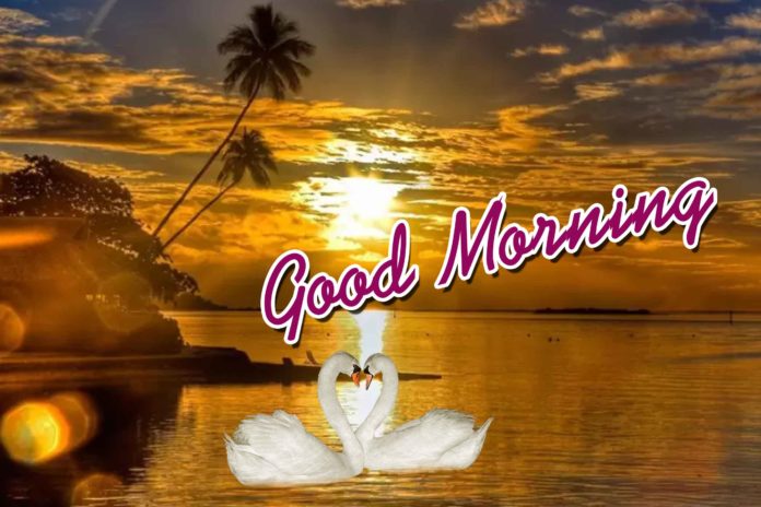 63+ Beautiful Good Morning Images, GIF Download » Cute Pictures | Photo ...